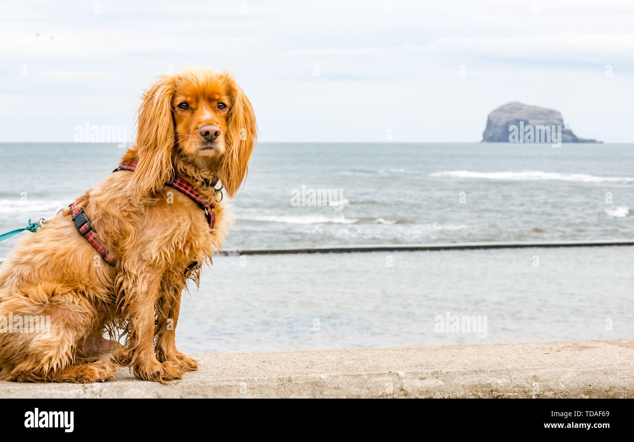 North Berwick, East Lothian, Scotland, United Kingdom, 14th June 2019 ...