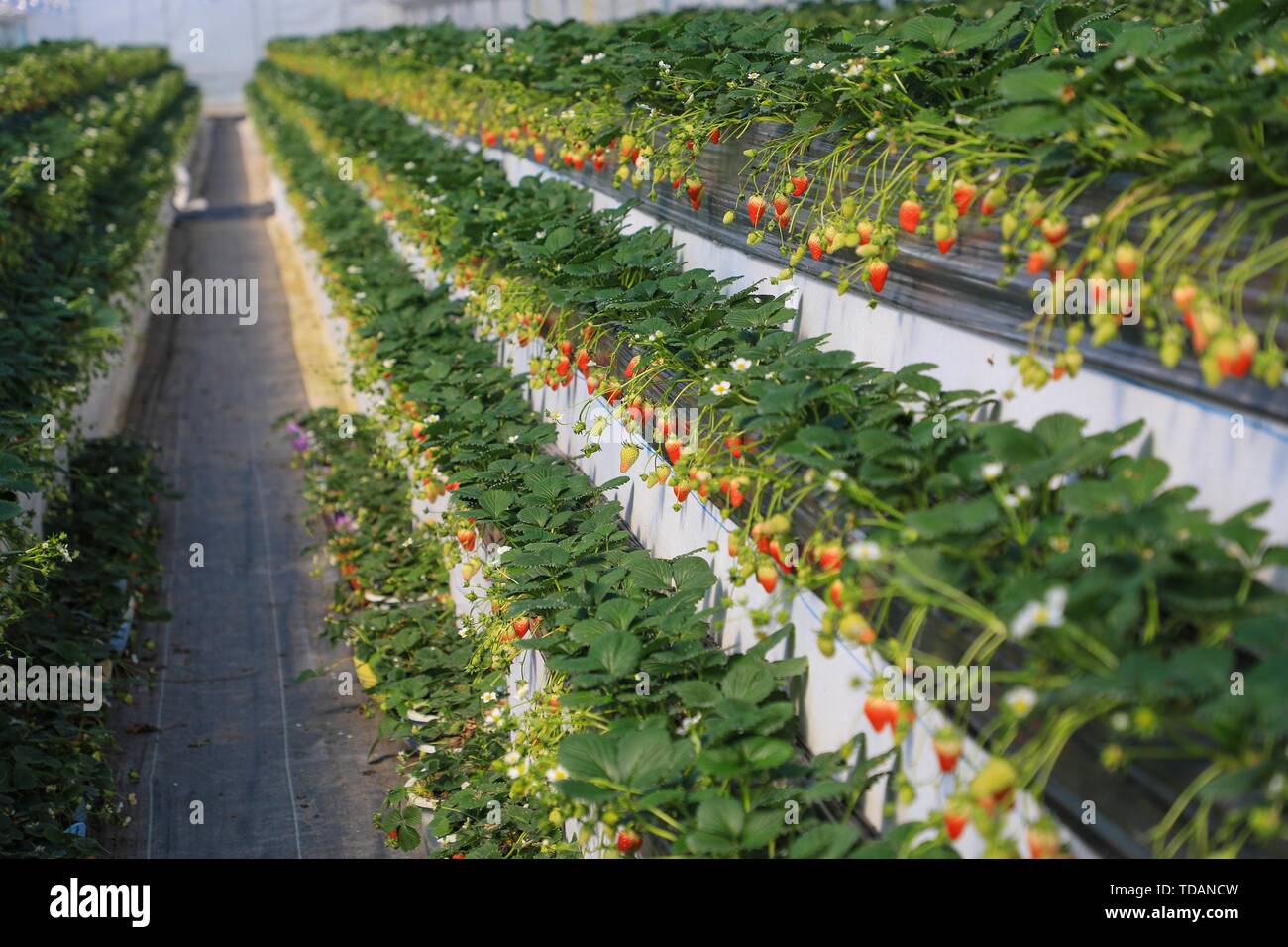 Strawberry base hi-res stock photography and images - Alamy