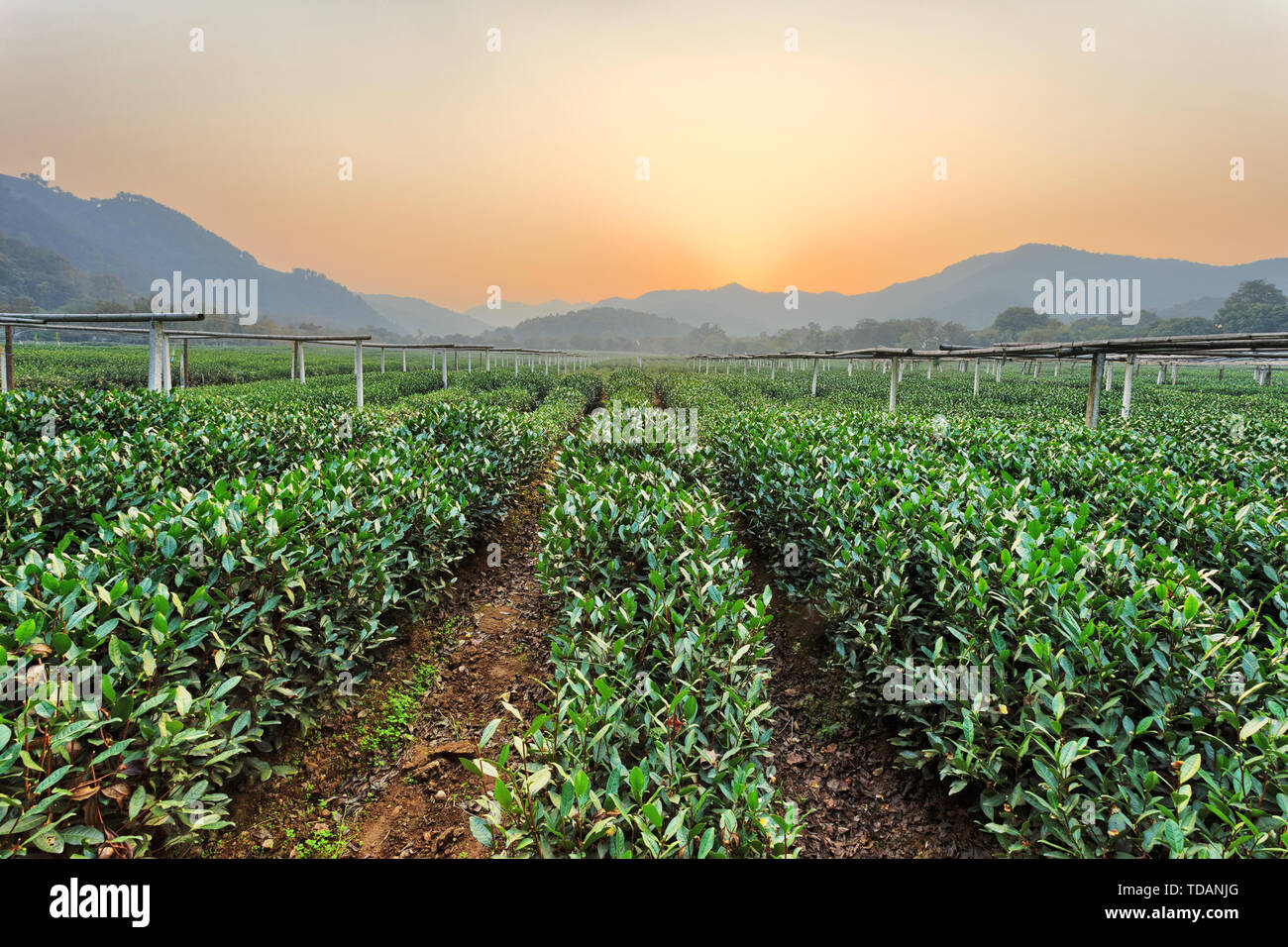 Tea plant garden in rural area Stock Photo - Alamy