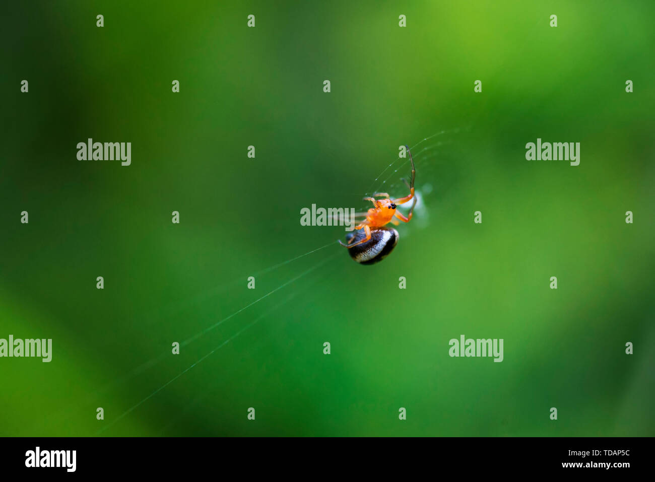 Nature ecological photography, microphotography, the world of insects ...