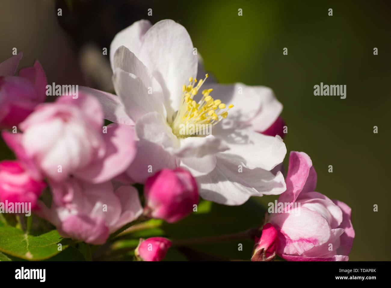 A group of spring flowers Stock Photo - Alamy