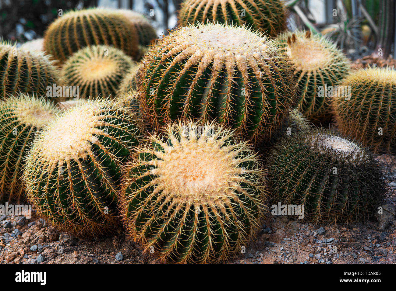 Desert plant cactus Stock Photo - Alamy