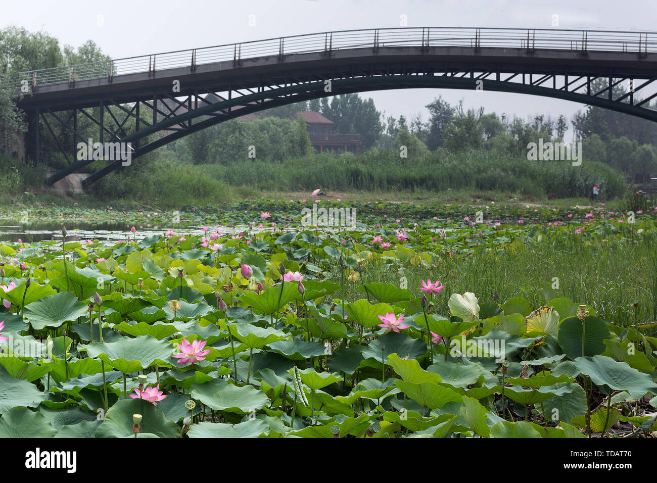 Lily mei hi-res stock photography and images - Alamy