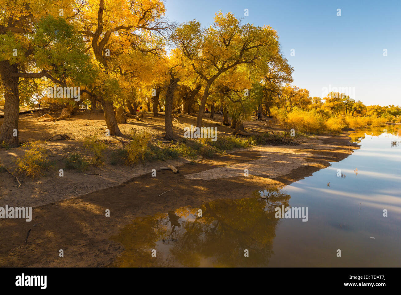 Scenery of Hu Yang blue sky in Alashan Desert, Inner Mongolia, China ...