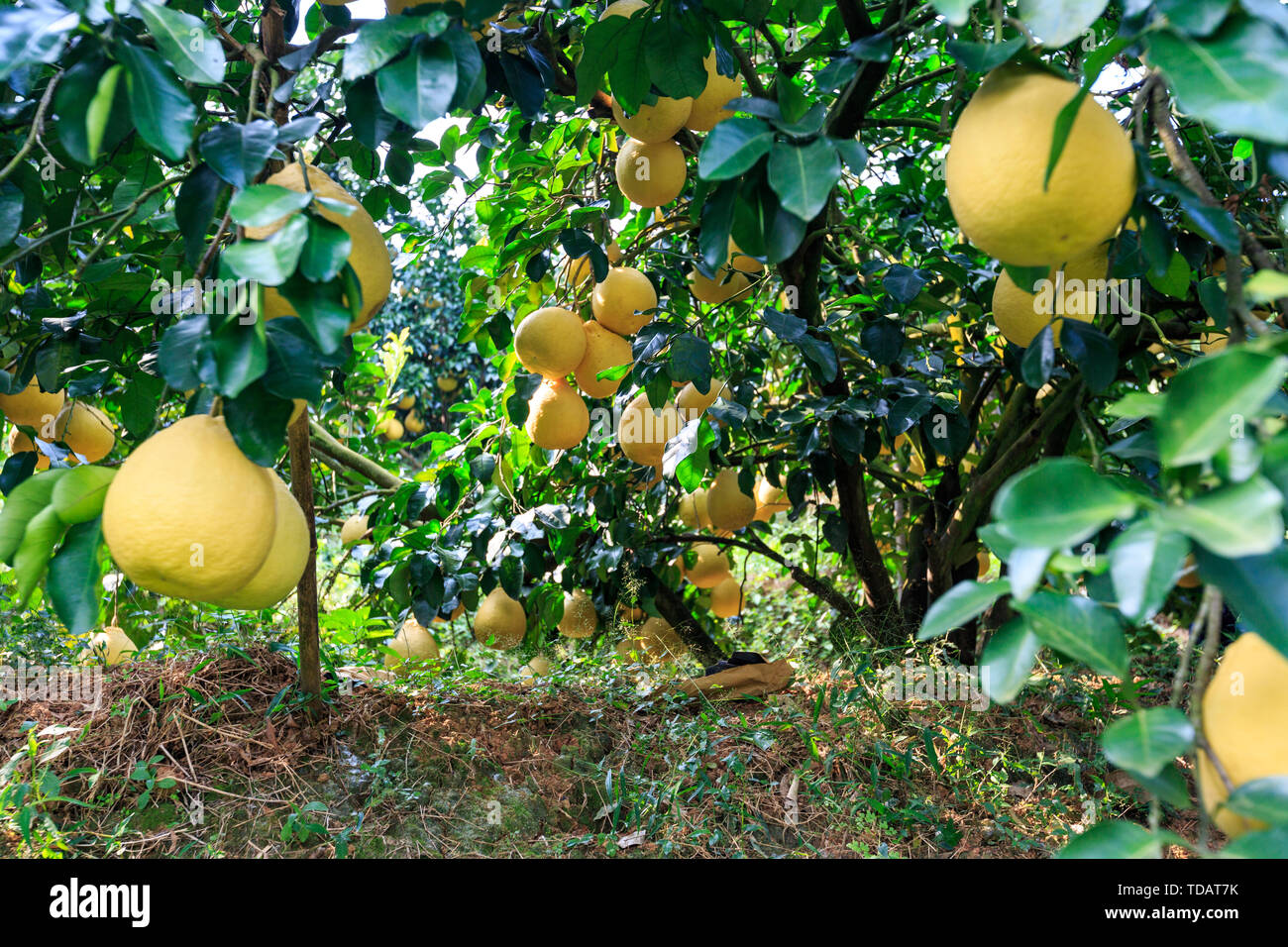 Shatian pomelo hi-res stock photography and images - Alamy