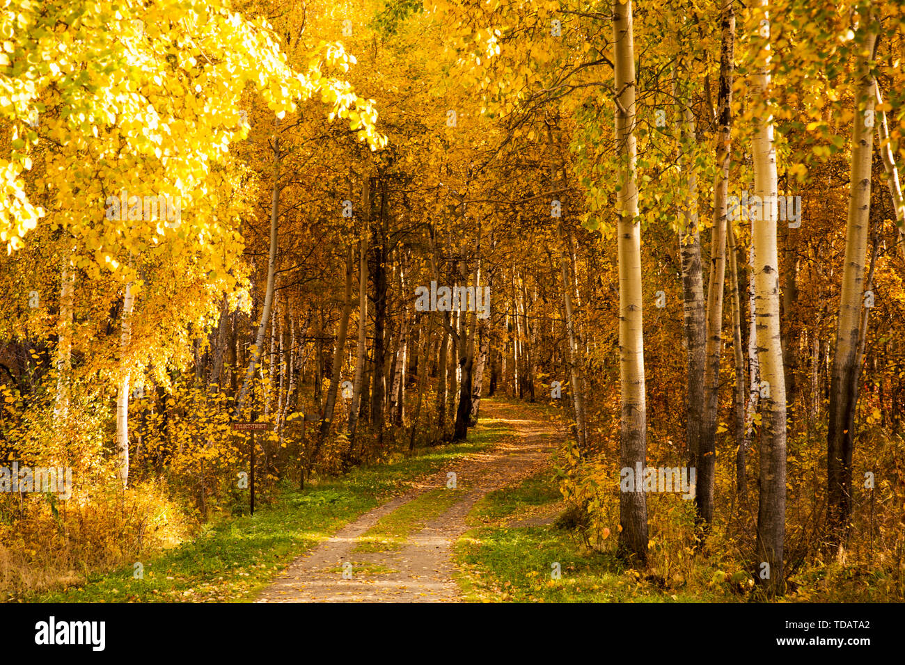The autumn of Siberia Stock Photo - Alamy