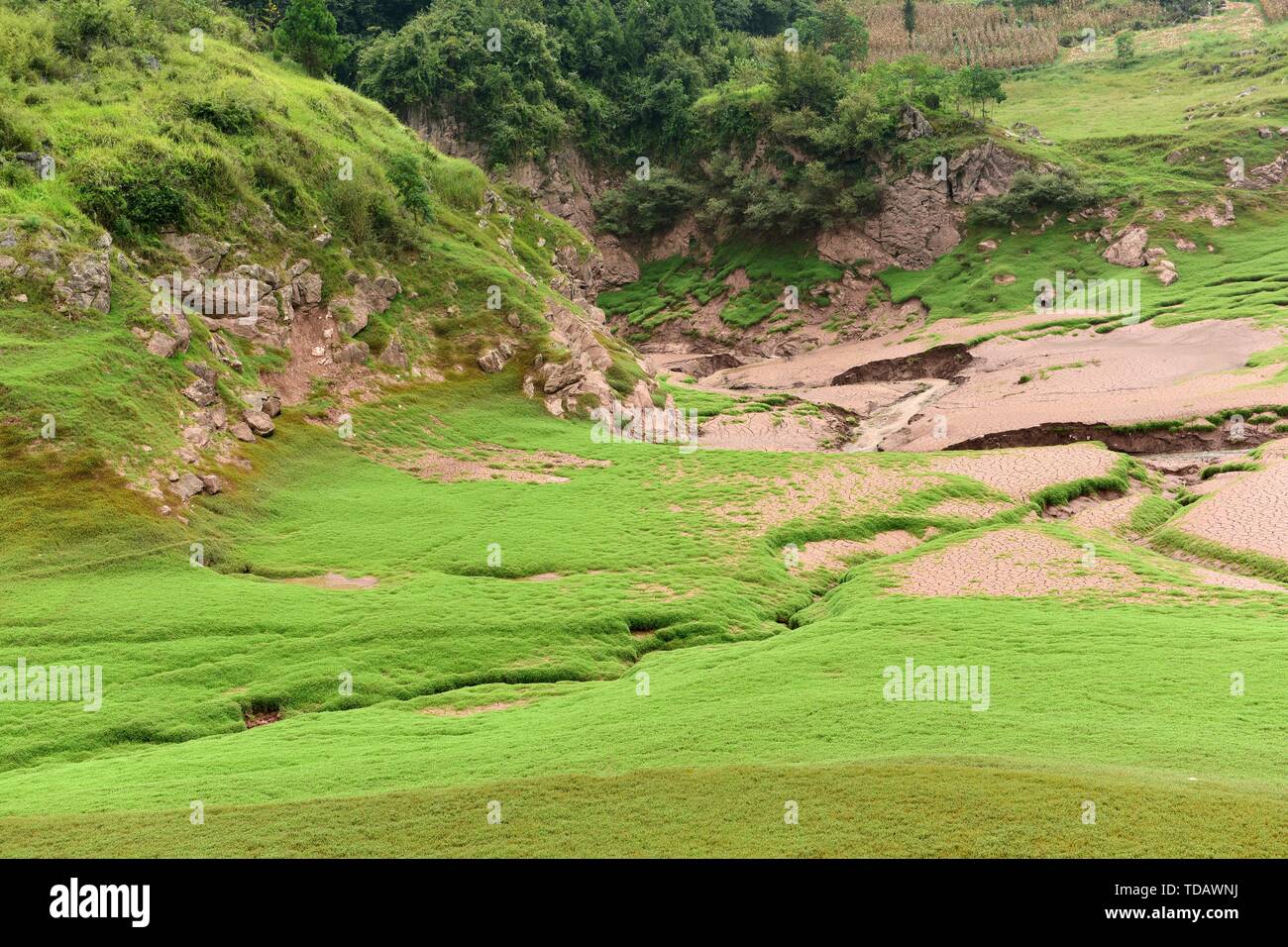 Green beautiful prairie Stock Photo - Alamy