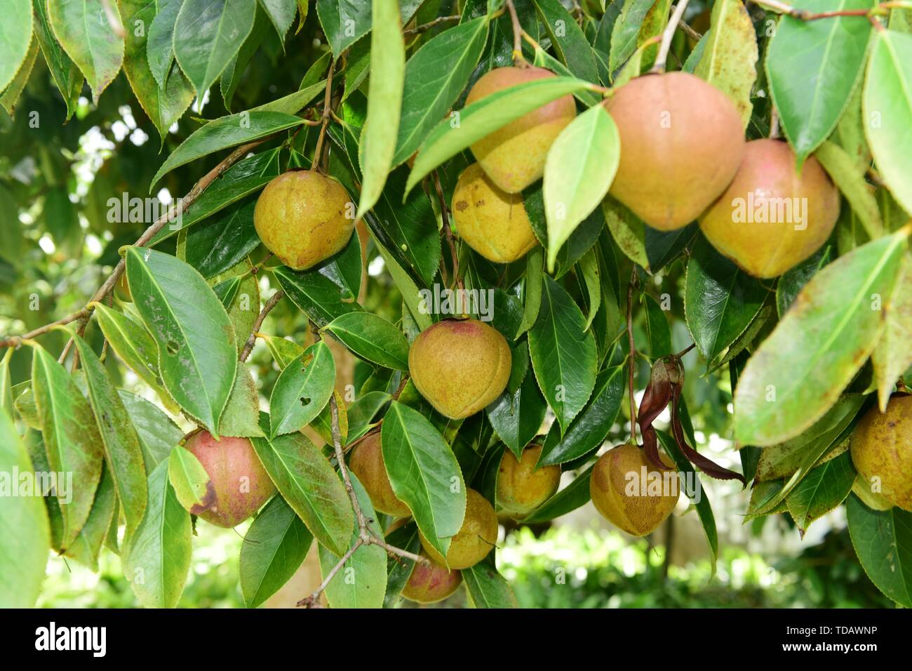 Oil tea, tea fruit Stock Photo - Alamy