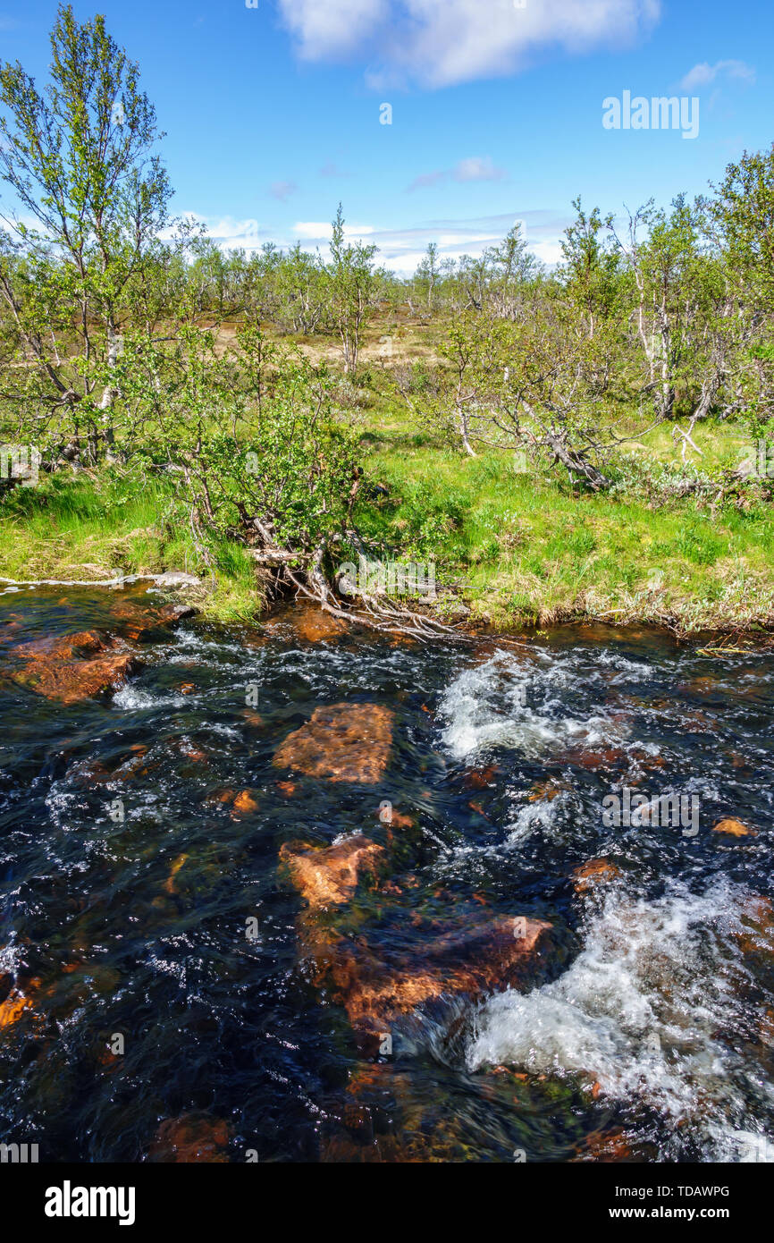 Stream with running water in a high country forest landscape Stock ...