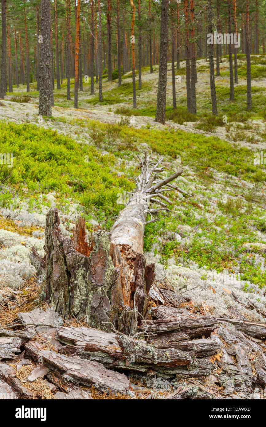 Fallen pine tree hi-res stock photography and images - Alamy