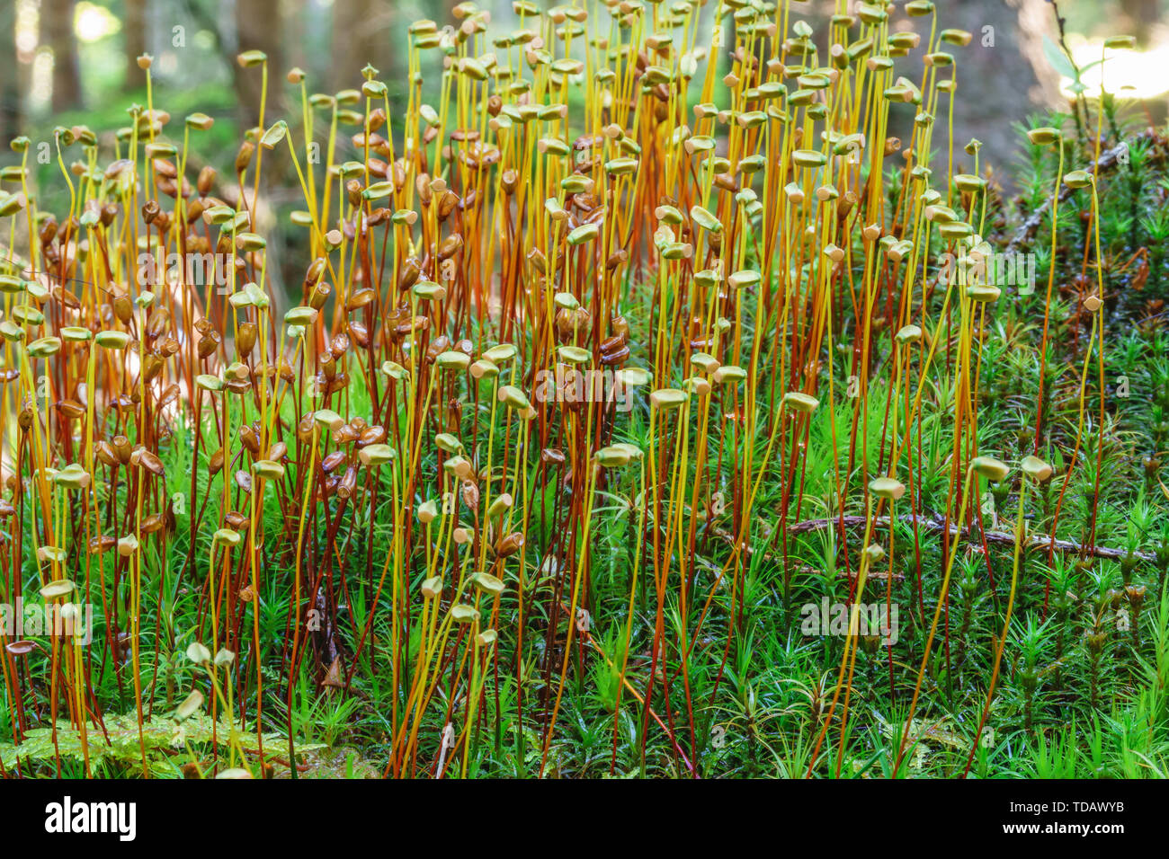Haircap moss growing in the summer Stock Photo - Alamy