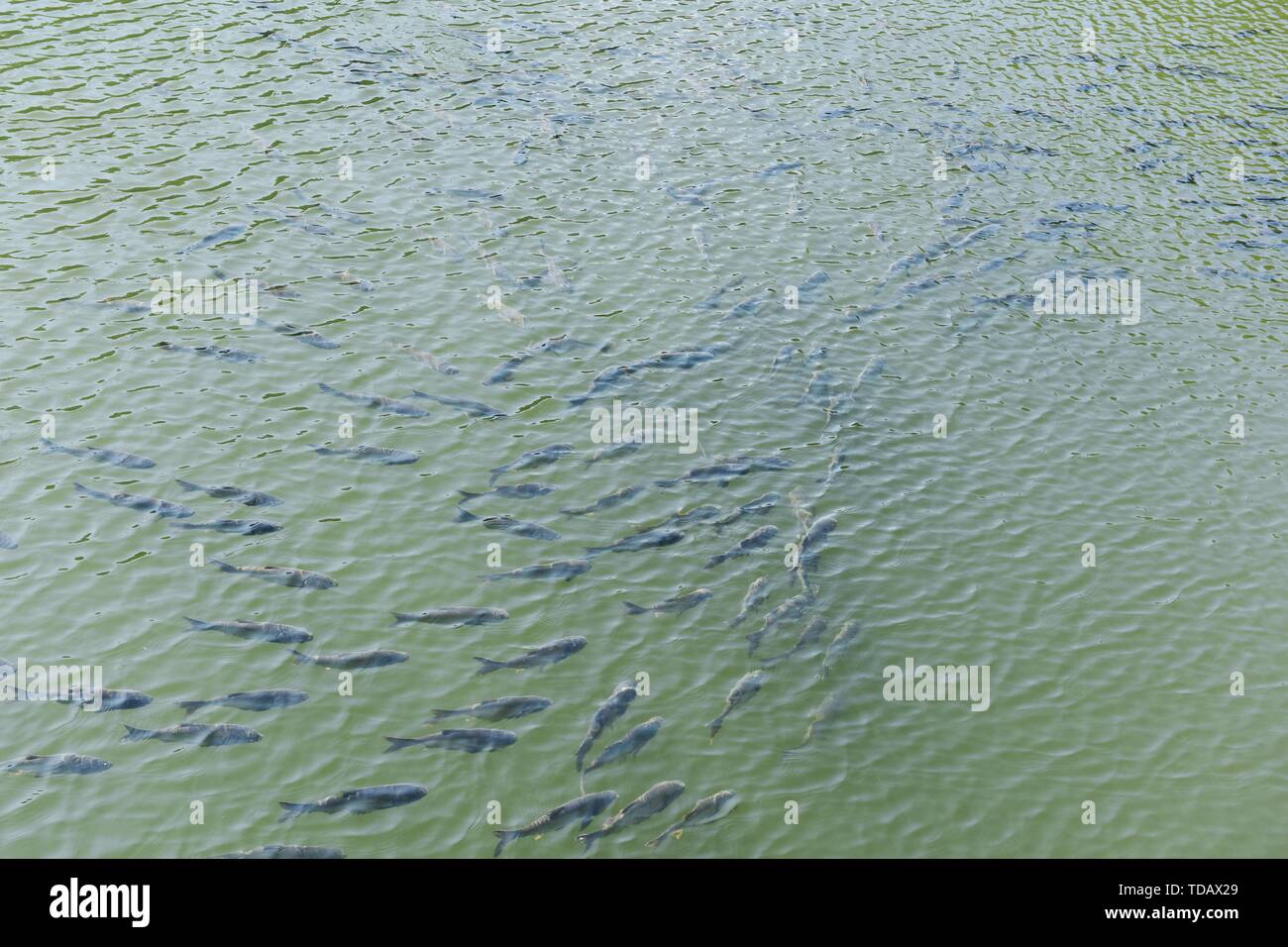 Hubei fish hi-res stock photography and images - Alamy