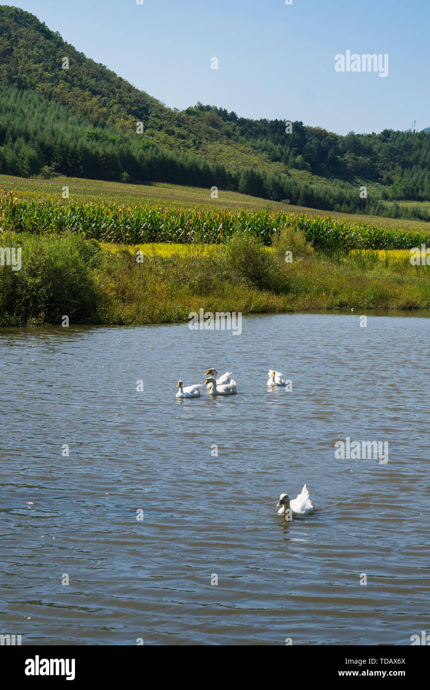 Pond in the autumn countryside Stock Photo - Alamy