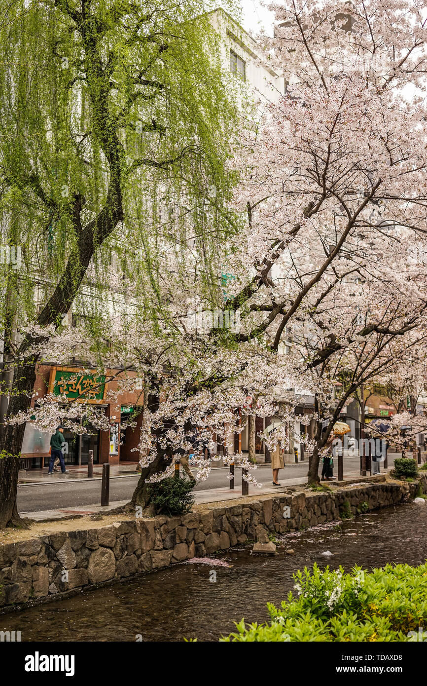 Kyoto, Japan - Apr 6, 2014. Cherry blossom (Sakura) in Kyoto, Japan ...