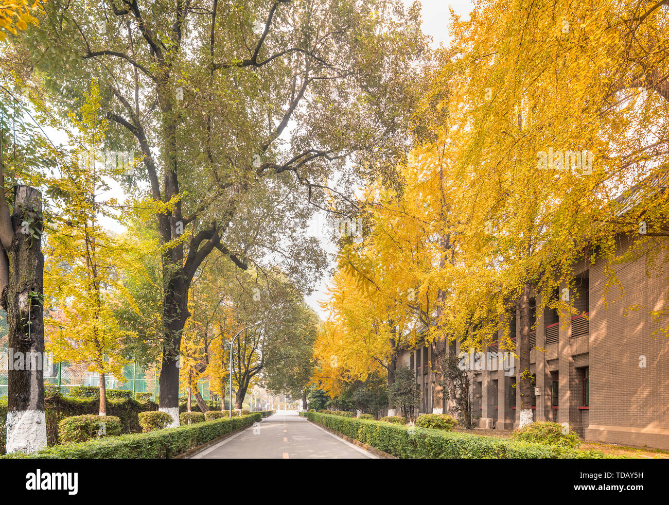Autumn View of Sichuan University Campus Stock Photo - Alamy