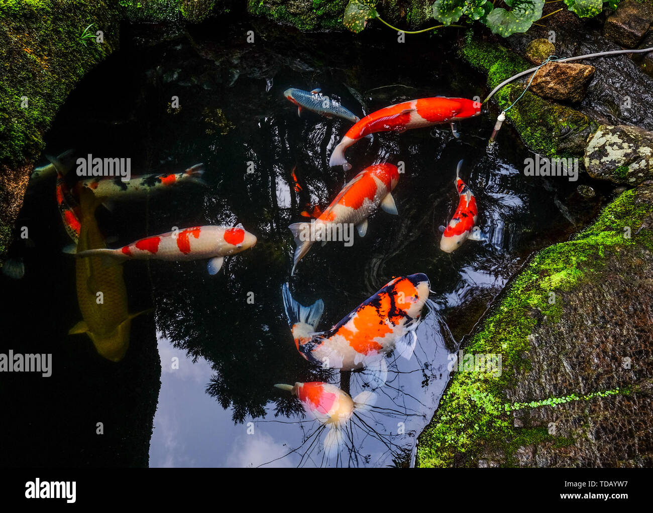 Colorful Koi fish on the pond in Kyoto, Japan. Koi fish is kept for ...