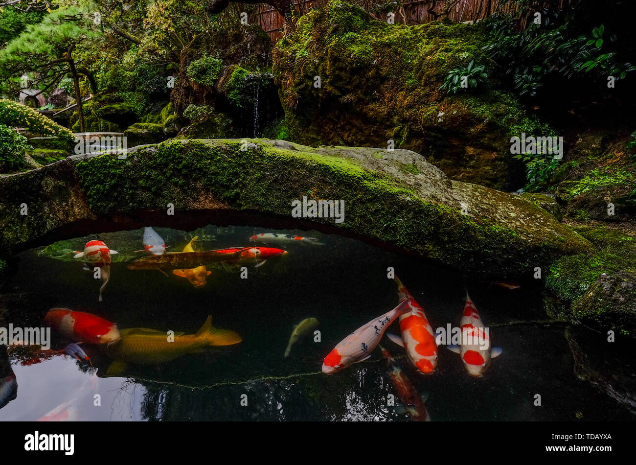 Colorful Koi fish on the pond in Kyoto, Japan. Koi fish is kept for ...