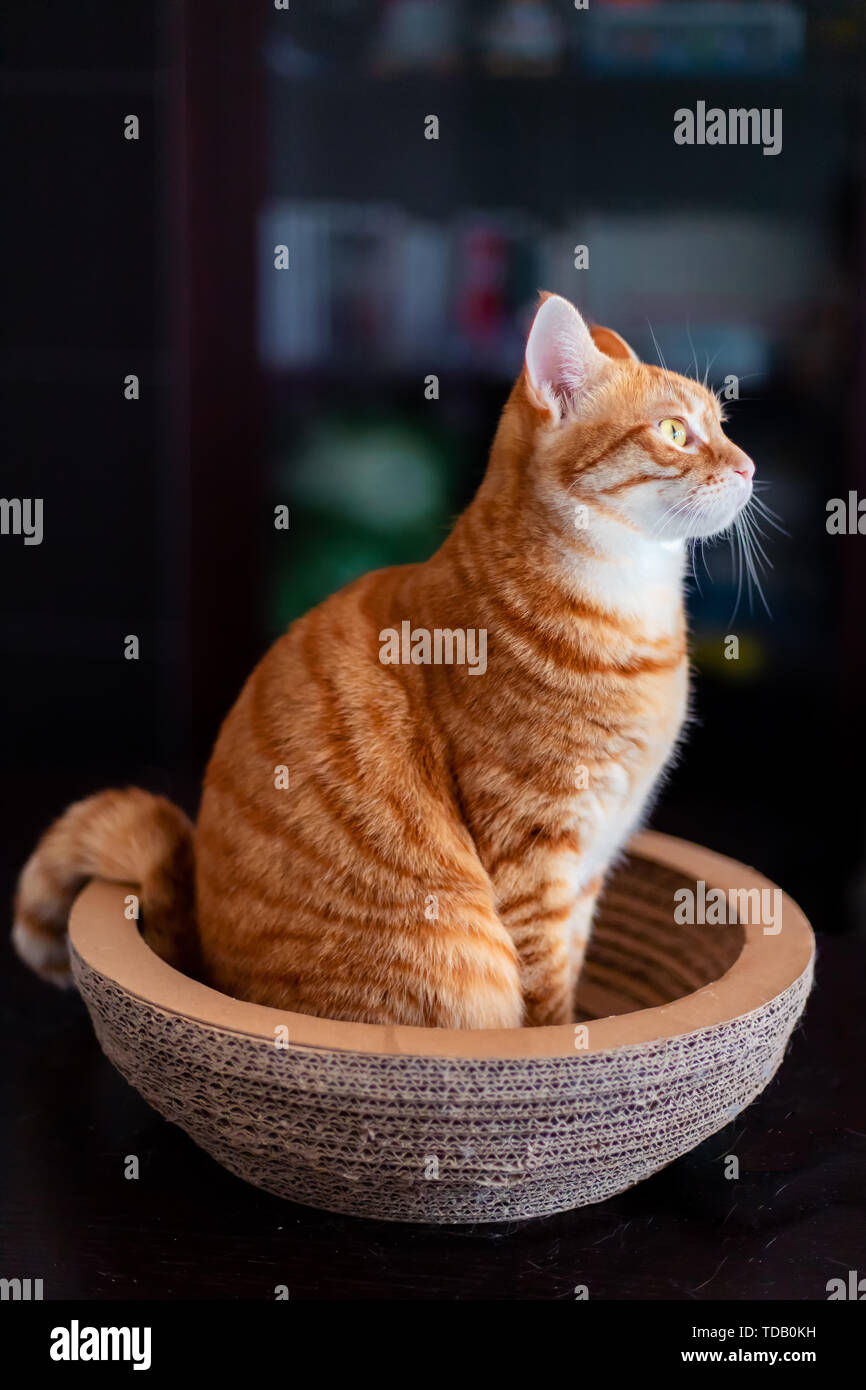 The cat catches the cat in the basin Stock Photo - Alamy