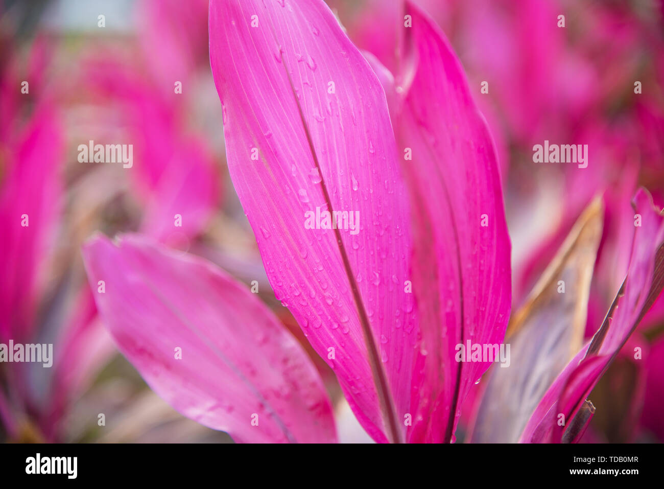 Red leaved plantain hi-res stock photography and images - Alamy