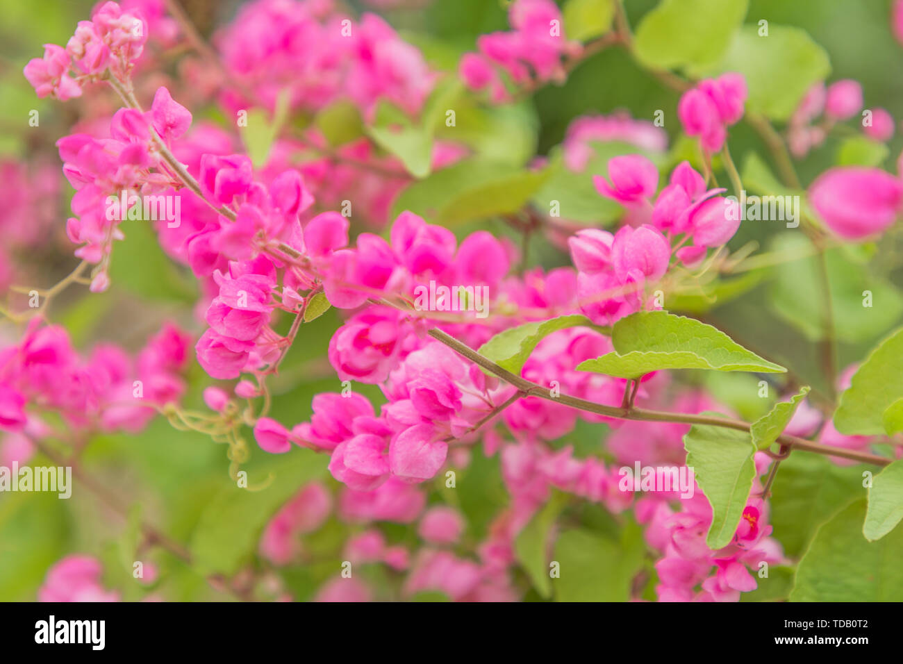Flowers, spring, flowers Stock Photo - Alamy