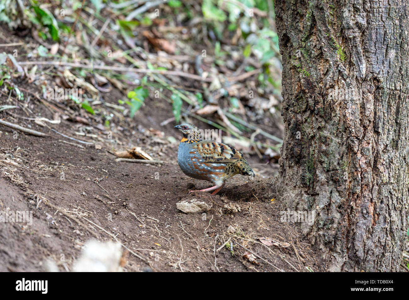 Red throated mountain partridge hi-res stock photography and images - Alamy