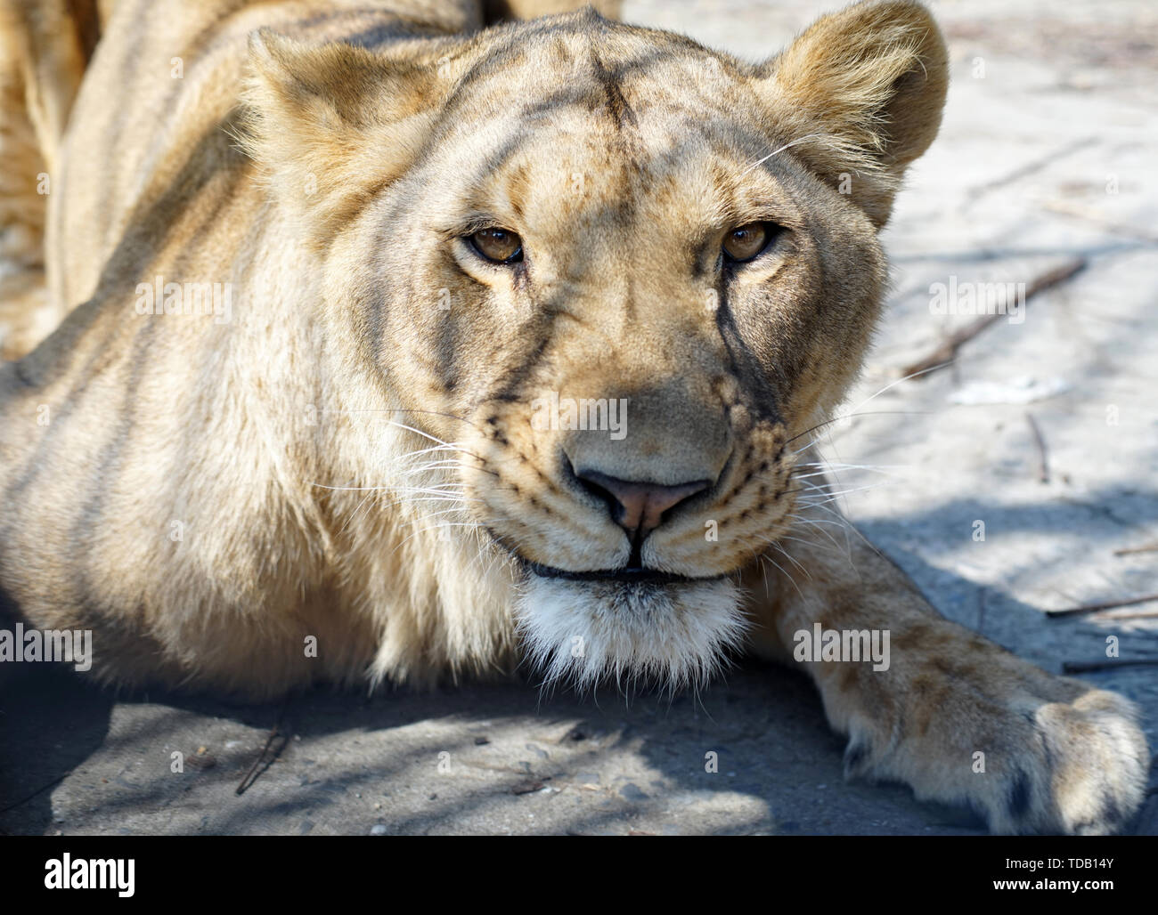 Yagor zoo hi-res stock photography and images - Alamy