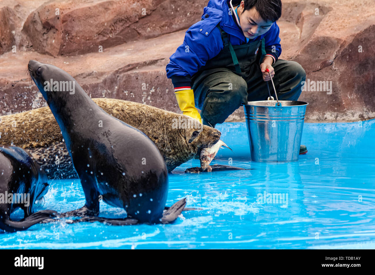 Seal in Haichang Ocean Park, Shanghai Stock Photo - Alamy