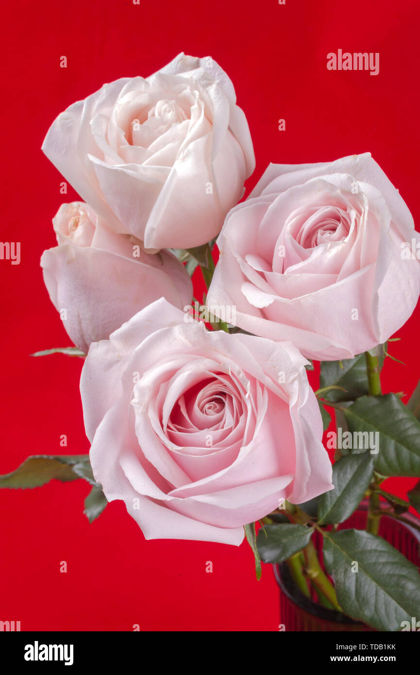 Pink Snow Mountain Rose Stock Photo - Alamy