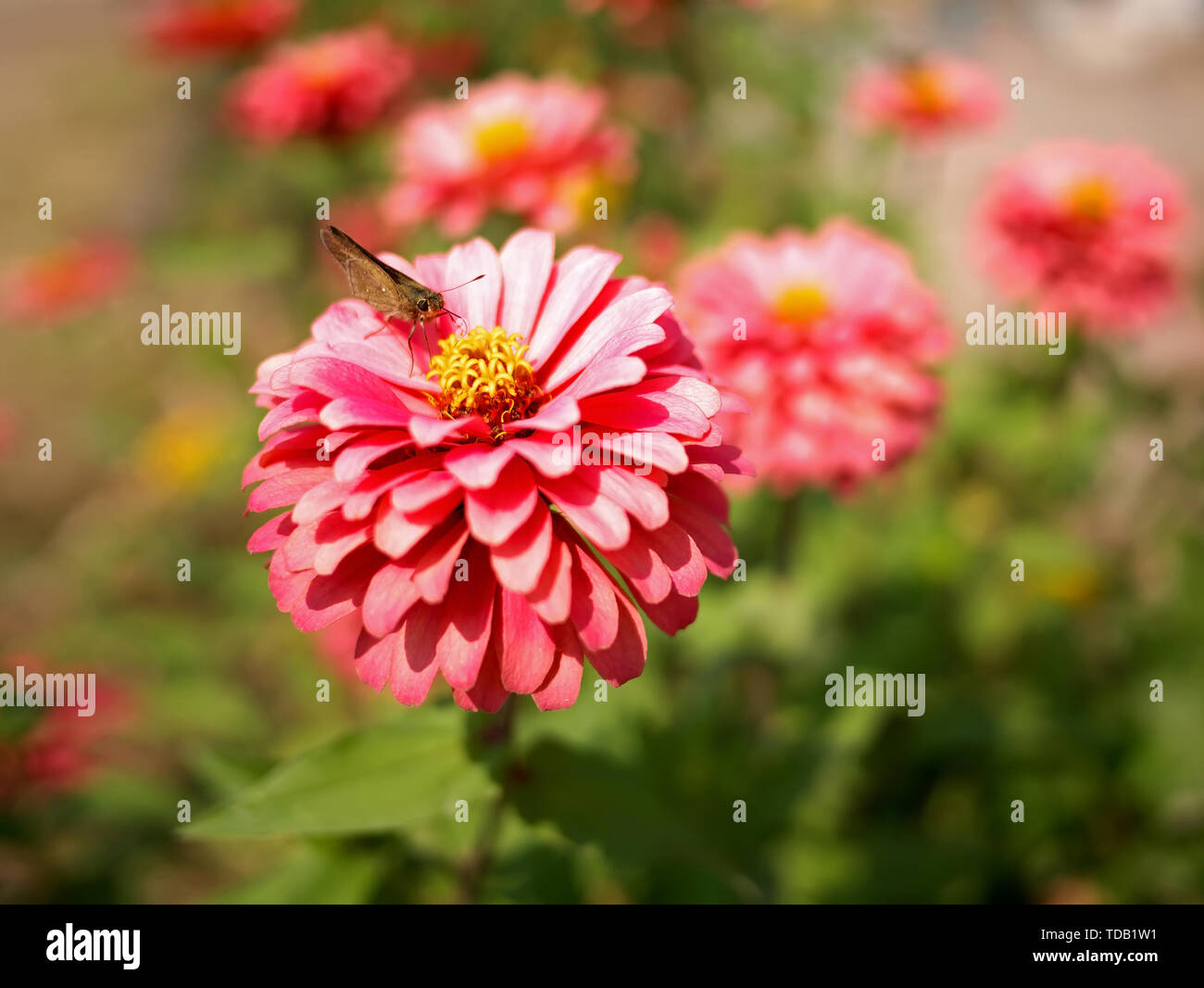 Chinese valley butterfly hi-res stock photography and images - Alamy