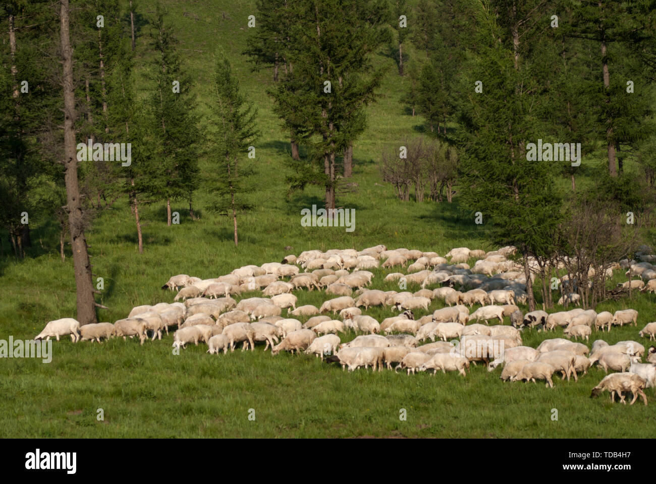 The sheep by the forest Stock Photo - Alamy