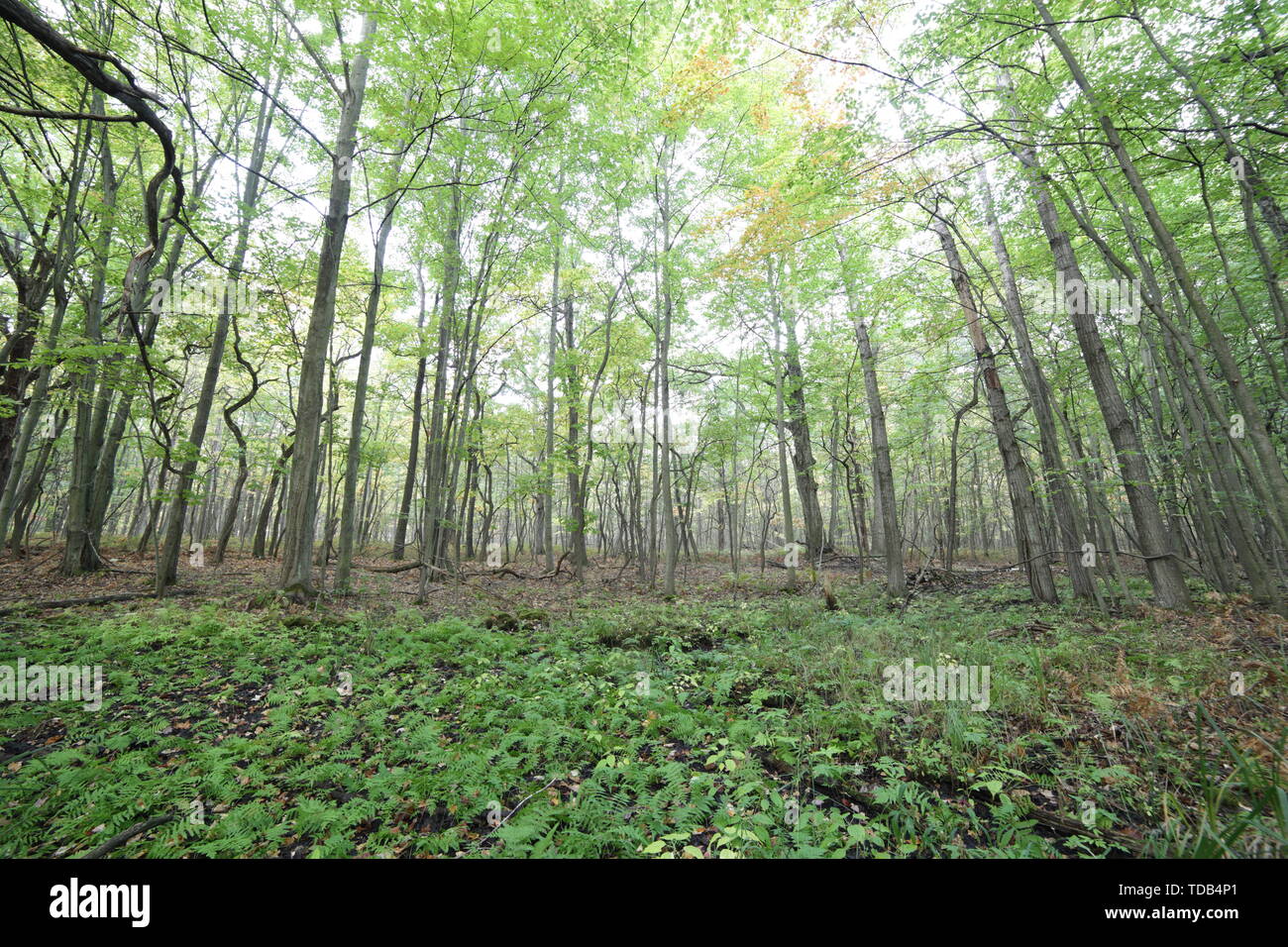 View of fern-covered forest floor and surrounding trees Stock Photo - Alamy