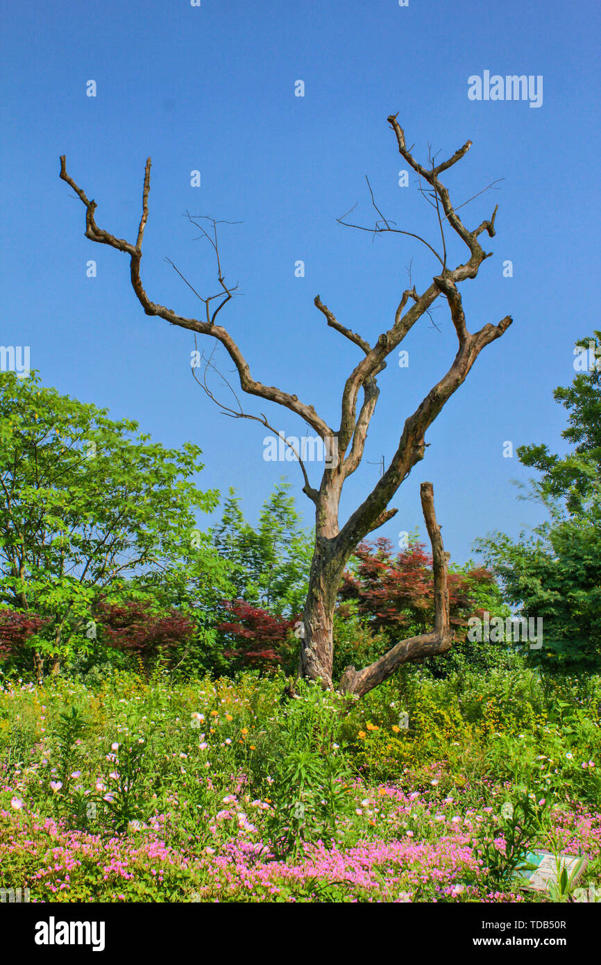 Scenery of Xixi Wetland in Hangzhou Stock Photo - Alamy
