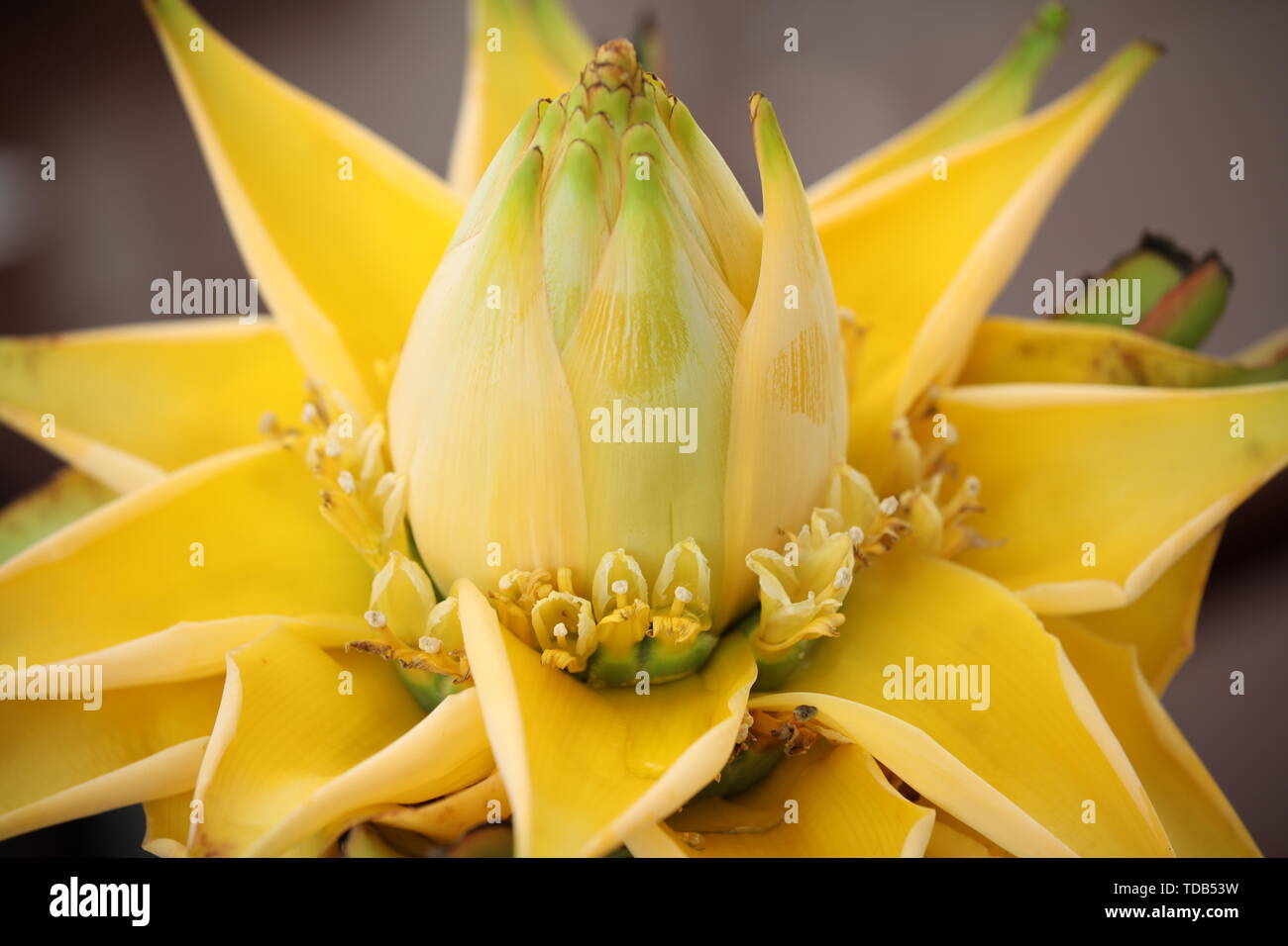 Inverted lotus flower hi-res stock photography and images - Alamy