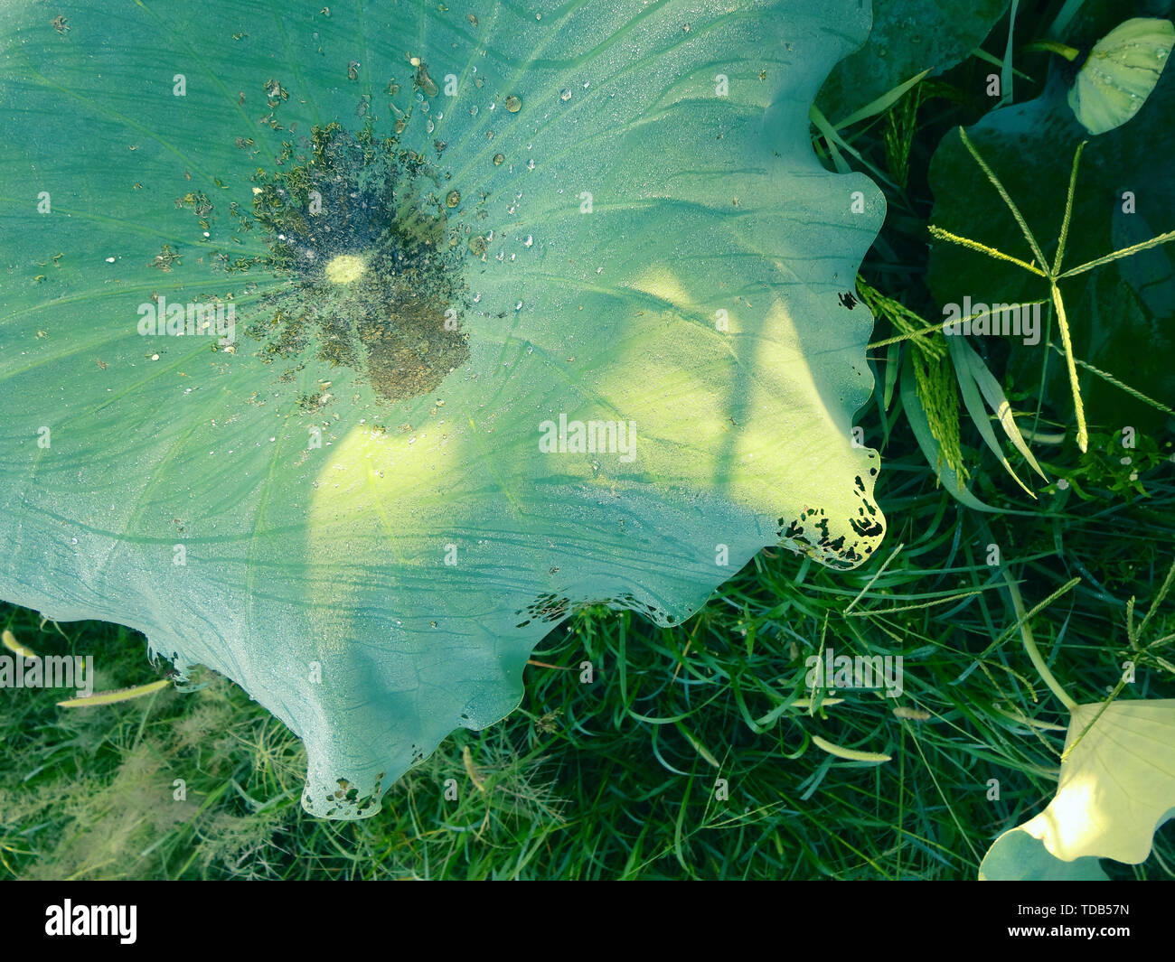 The dew and marks on the lotus leaves in the morning Stock Photo - Alamy