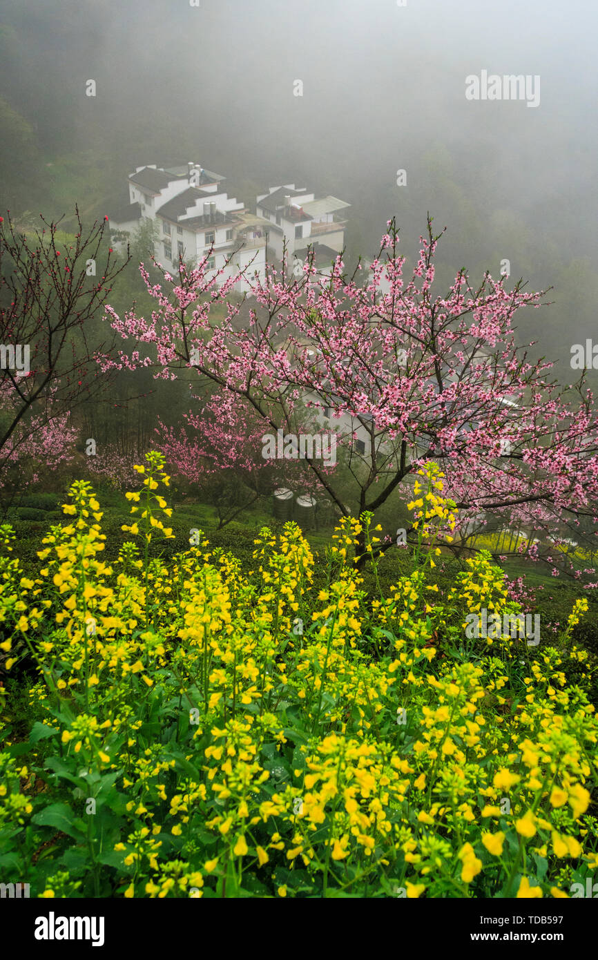 Shitan spring color Stock Photo - Alamy