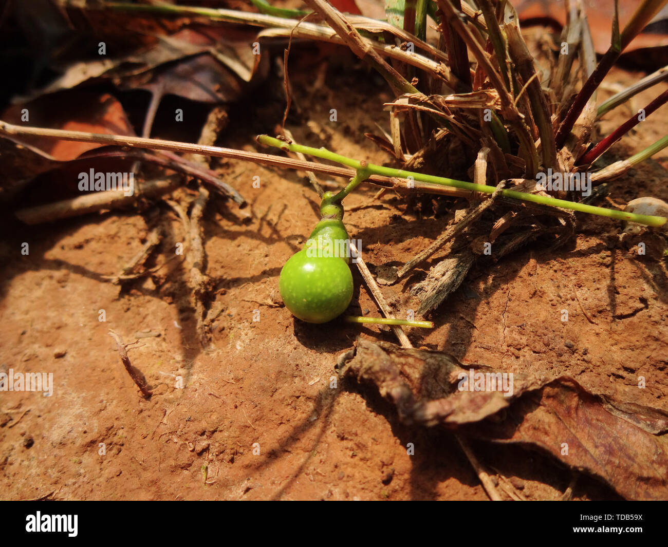 Grounding insects hi-res stock photography and images - Alamy