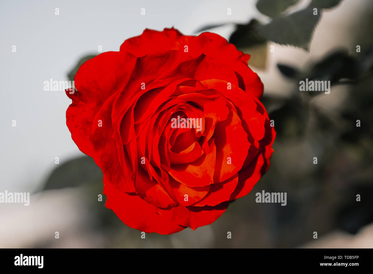 Spring Flower Series Stock Photo - Alamy