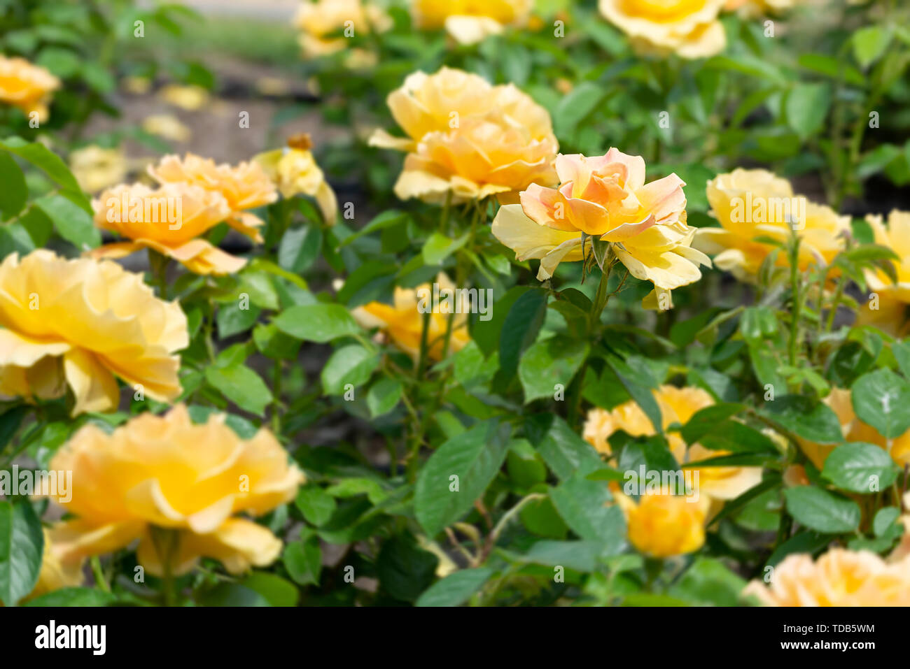 Soft yellow roses hi-res stock photography and images - Alamy