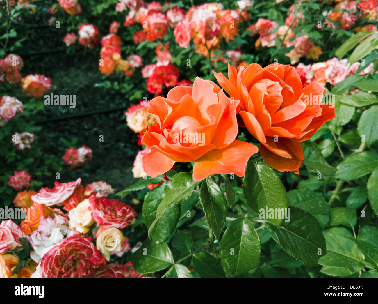 Orange roses in a garden, under the soft spring sun Stock Photo - Alamy
