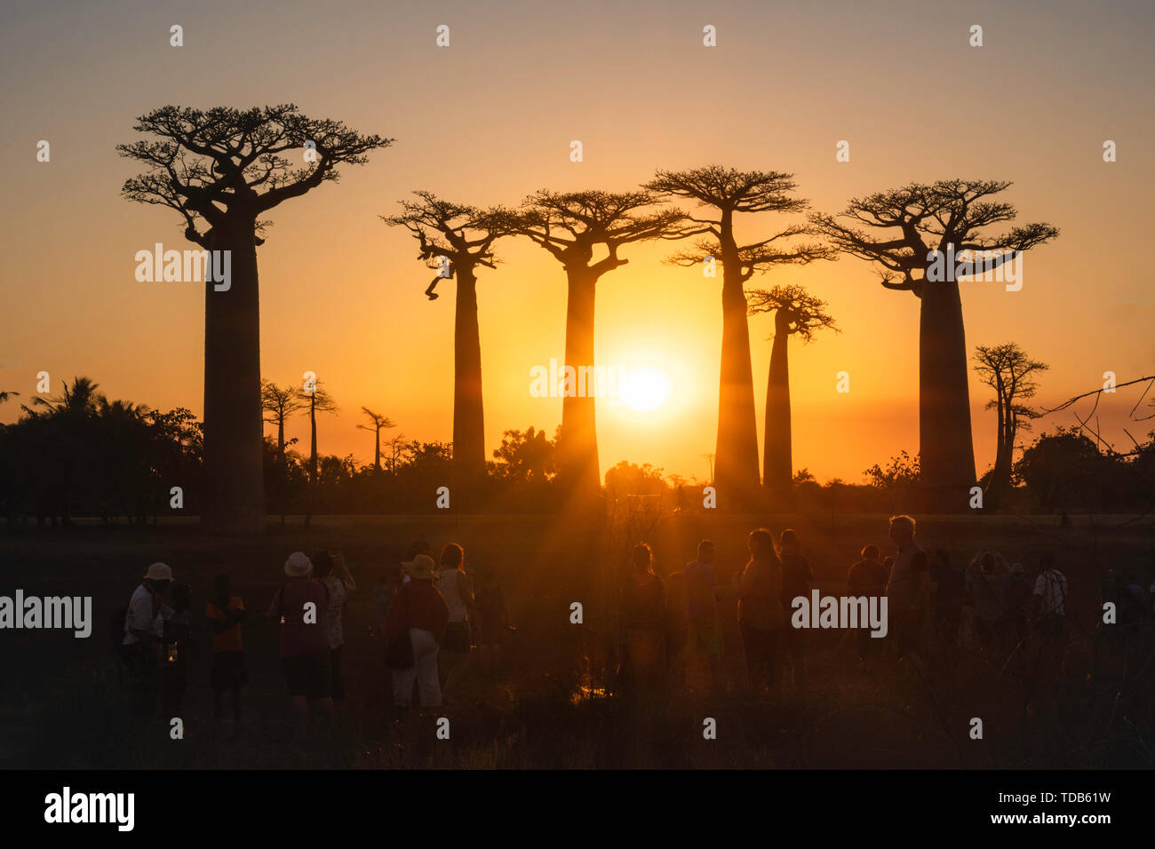 The baobab tree in Madagascar Stock Photo - Alamy