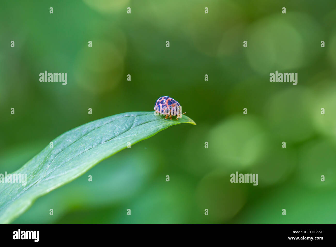 Purity with insects transparent wings veins backlight microscopic pests ...