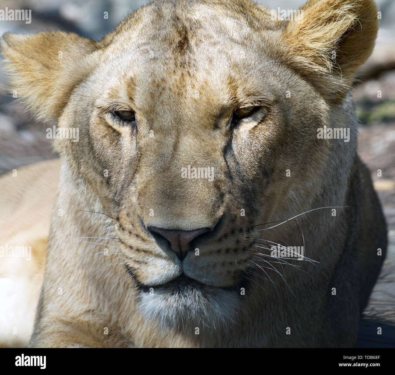 Yagor zoo hi-res stock photography and images - Alamy