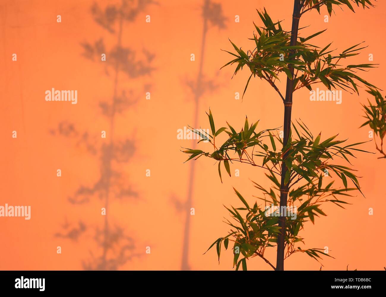 Silhouette of bamboo trees hi-res stock photography and images - Alamy