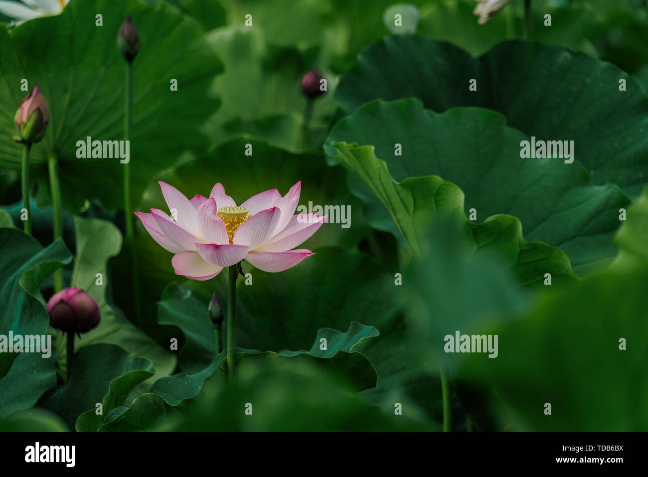 Ponds and tropical summer petals hi-res stock photography and images ...