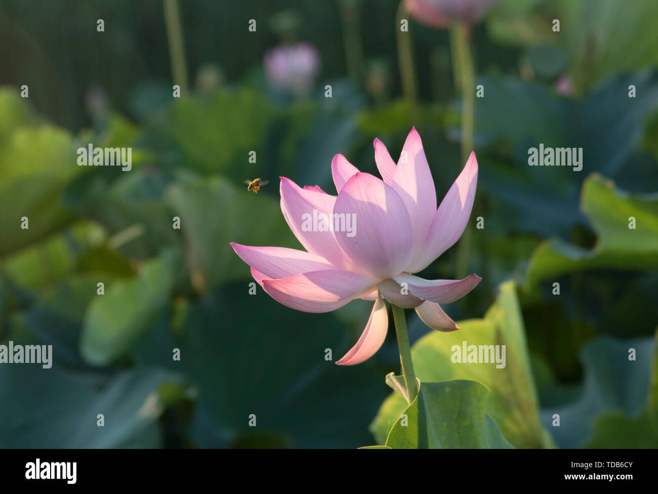 Lily tropical summer gardens in foreign countries bloom hi-res stock ...