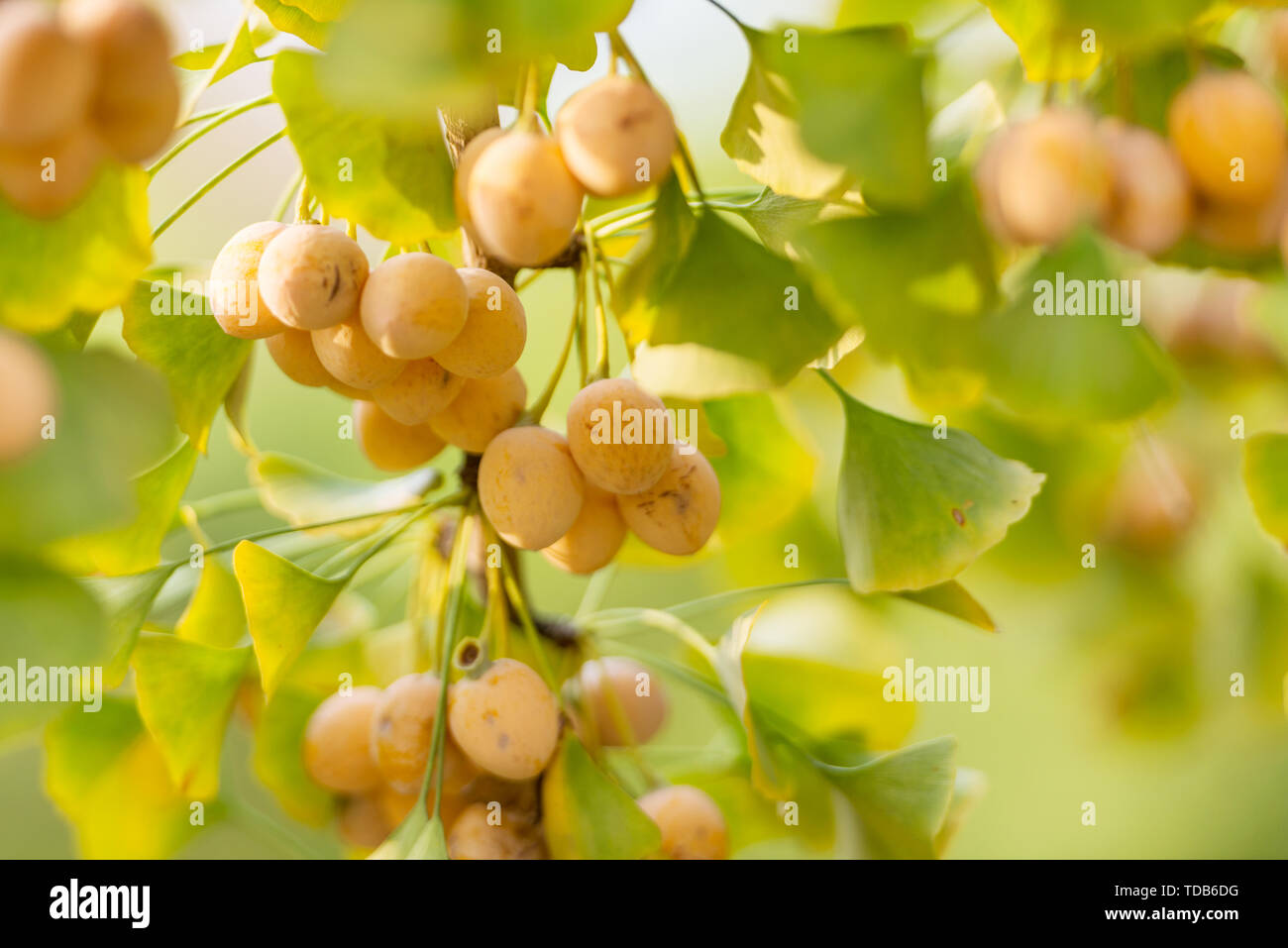 Ginkgo trees are full of fruit Stock Photo - Alamy