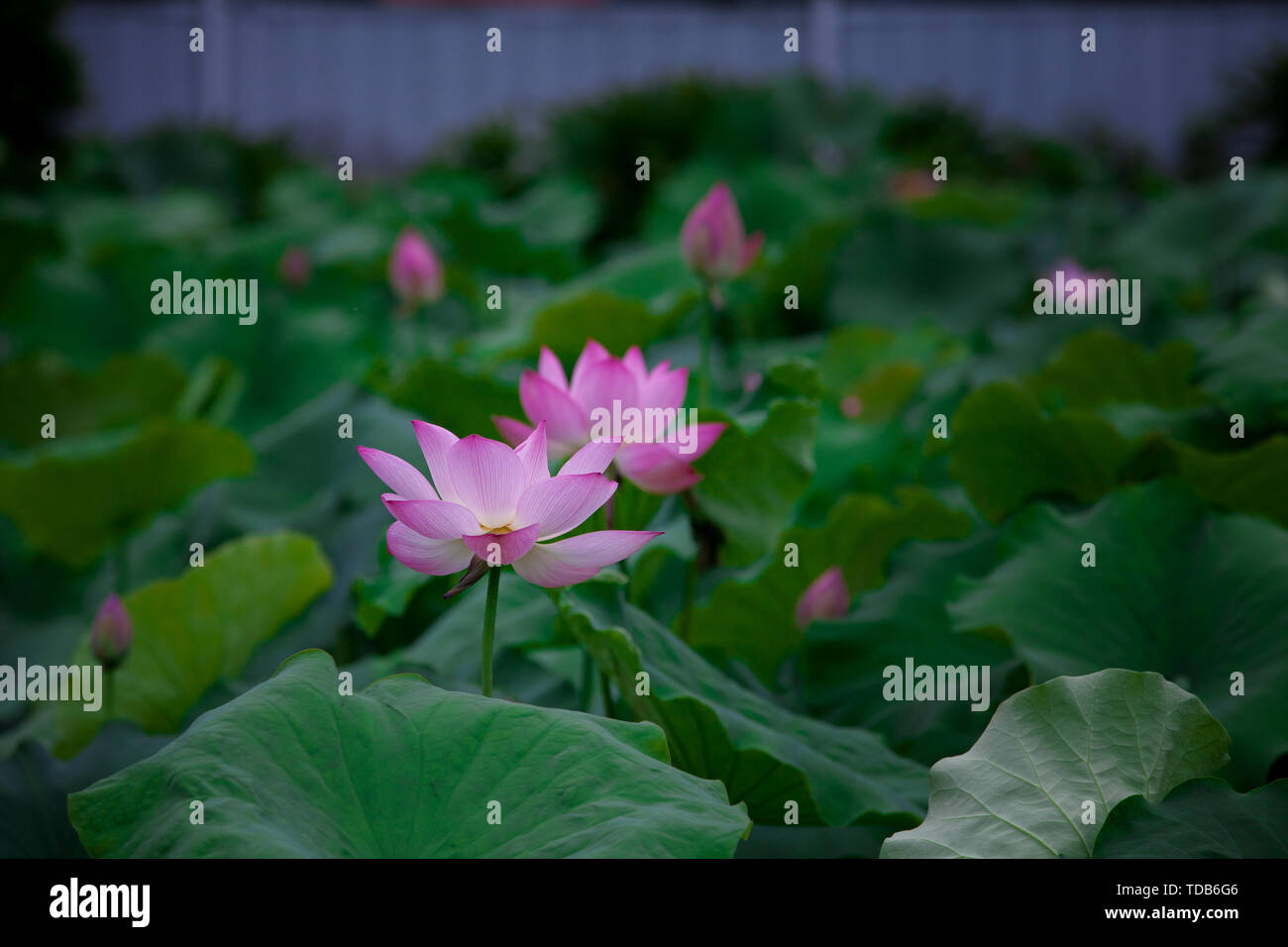 Aquatic plants in foreign countries hi-res stock photography and images ...