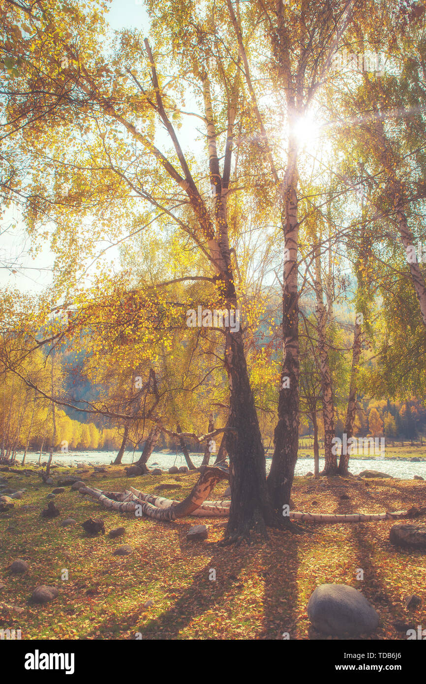 Autumn scenery in Kanas, Xinjiang Stock Photo - Alamy