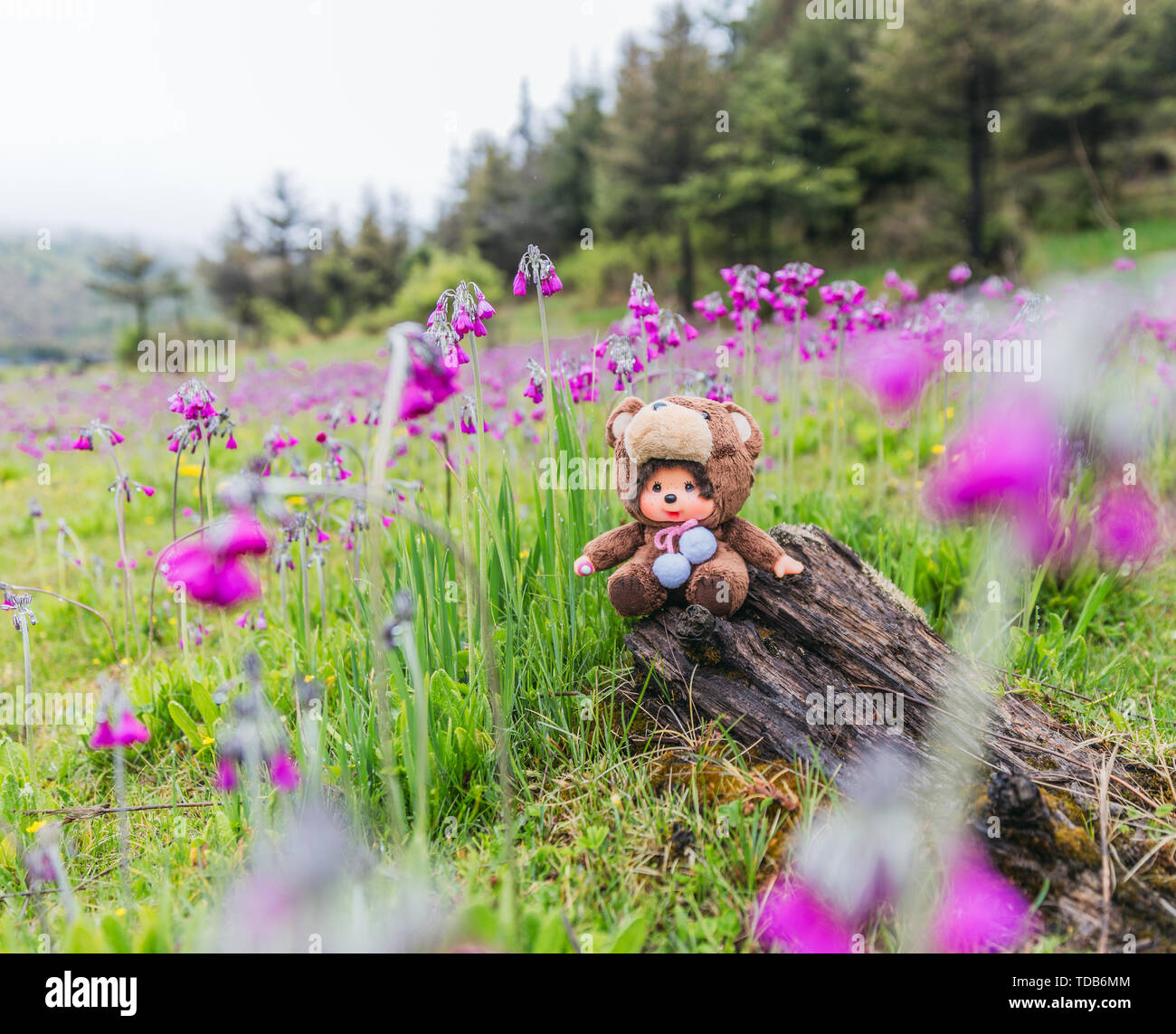 Dry hey hi-res stock photography and images - Alamy