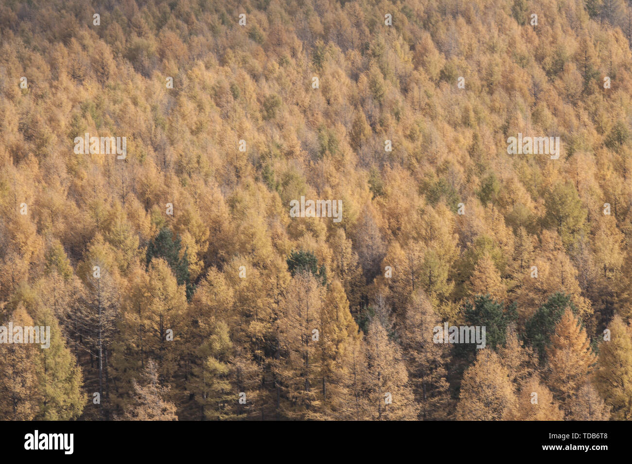 Alshan hi-res stock photography and images - Alamy